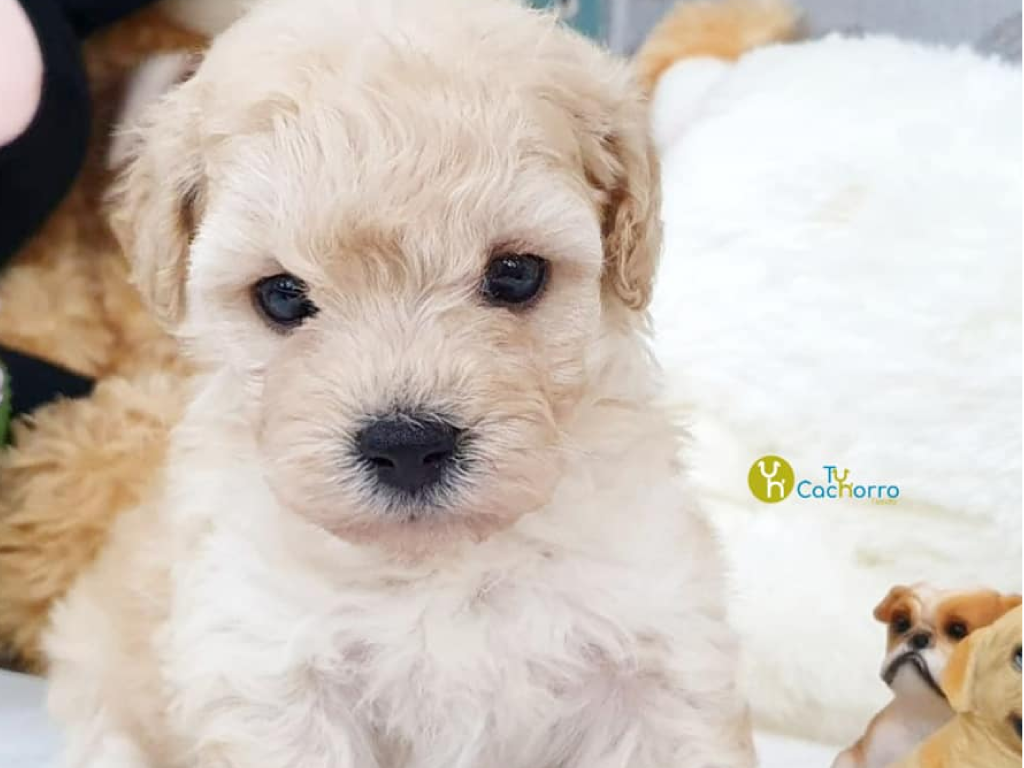 Cachorros Maltipoo – Minitoy medellin – Cachorros Maltipoo – Minitoy ...